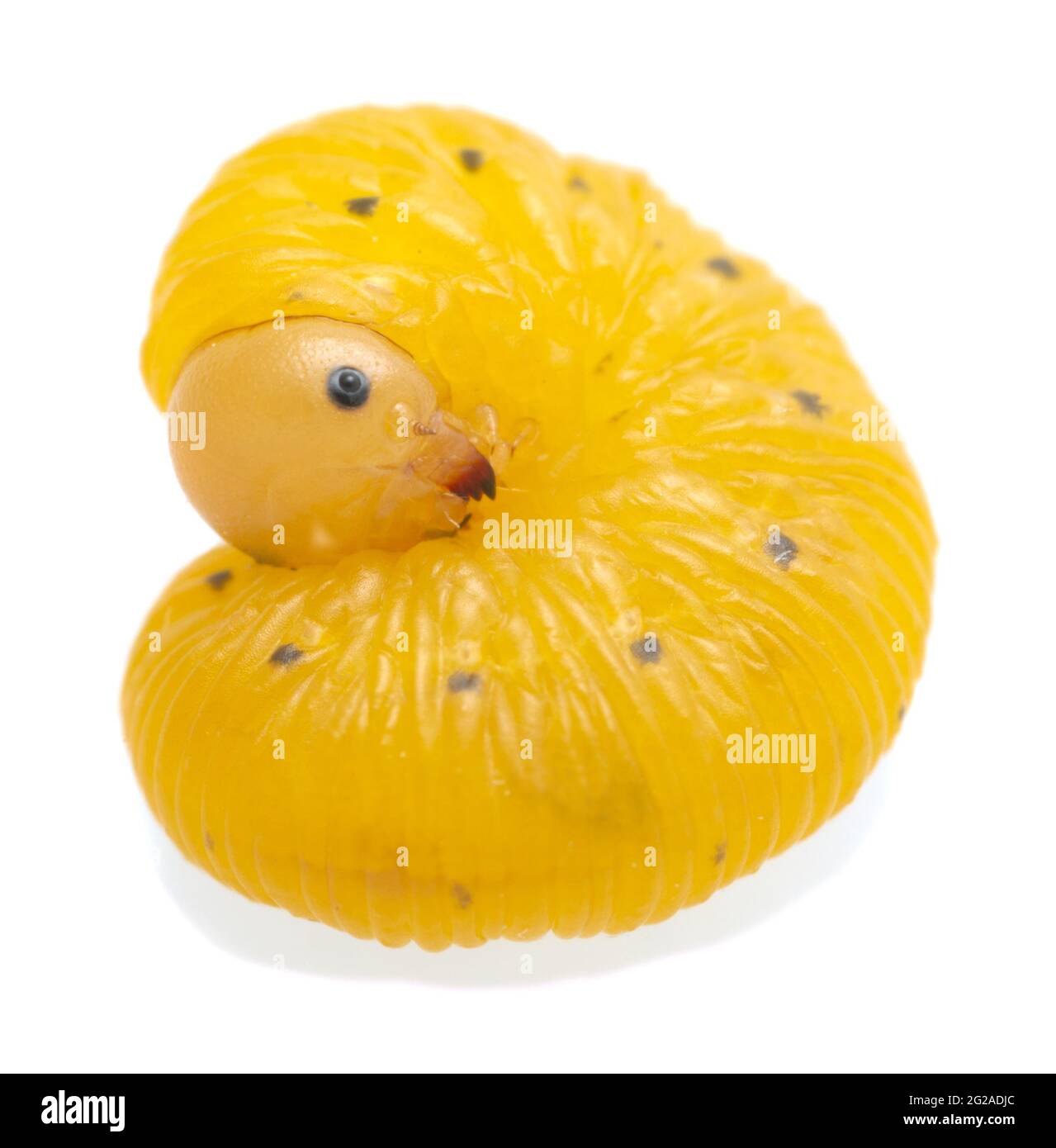 Sawfly, Symphyta larva isolated on white background Stock Photo - Alamy