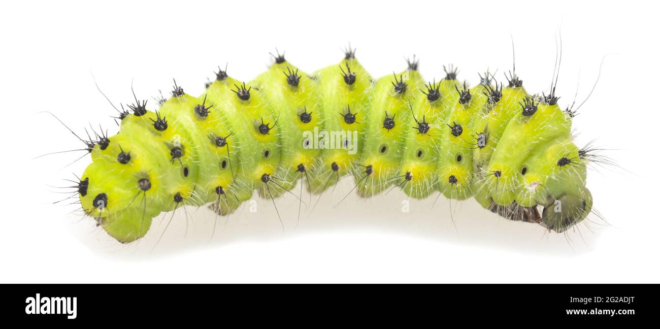 Emperor moth caterpillar isolated hi-res stock photography and images ...