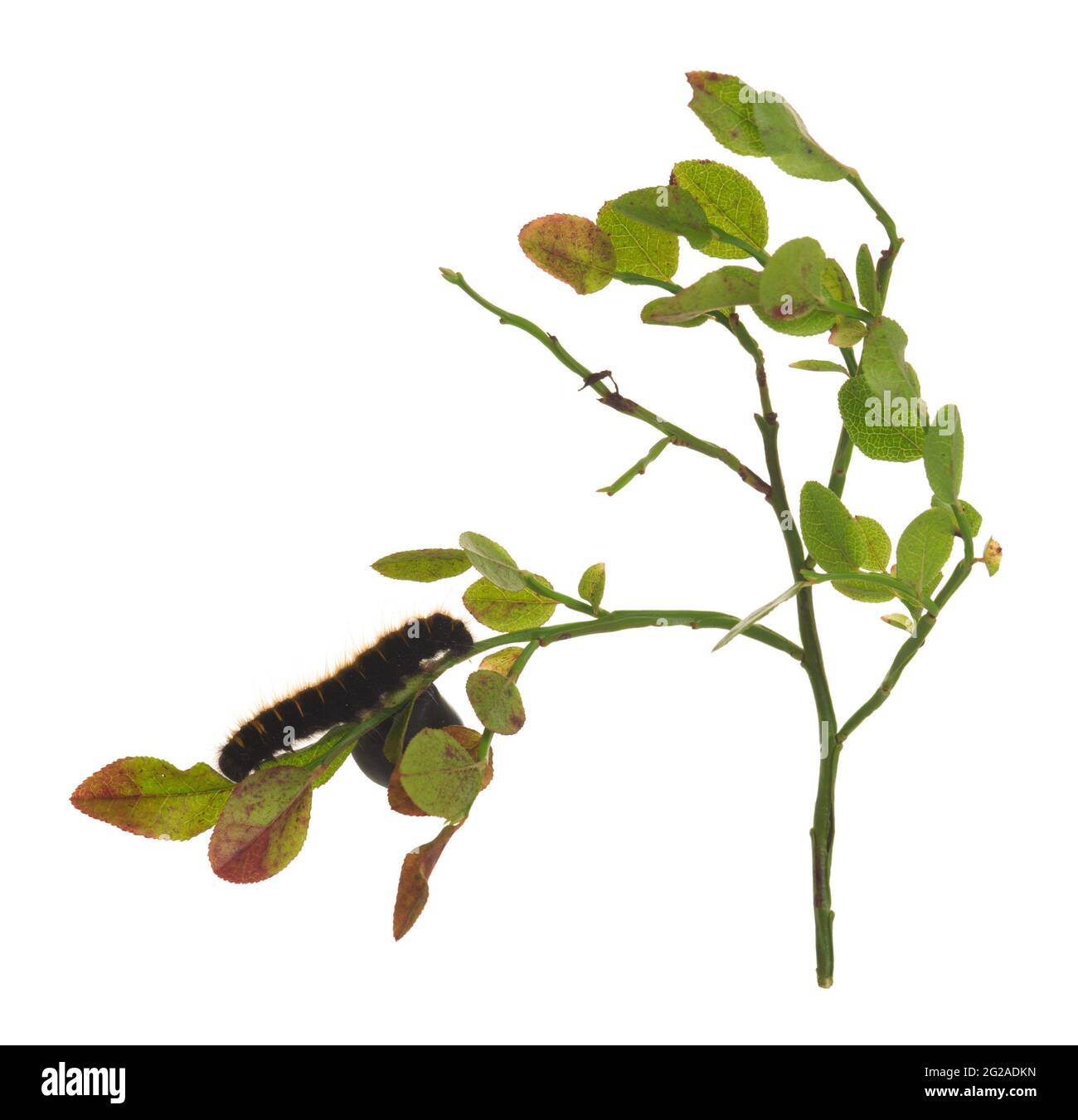 Fox moth, Macrothylacia rubi larva on blueberry sprigs isolated on ...