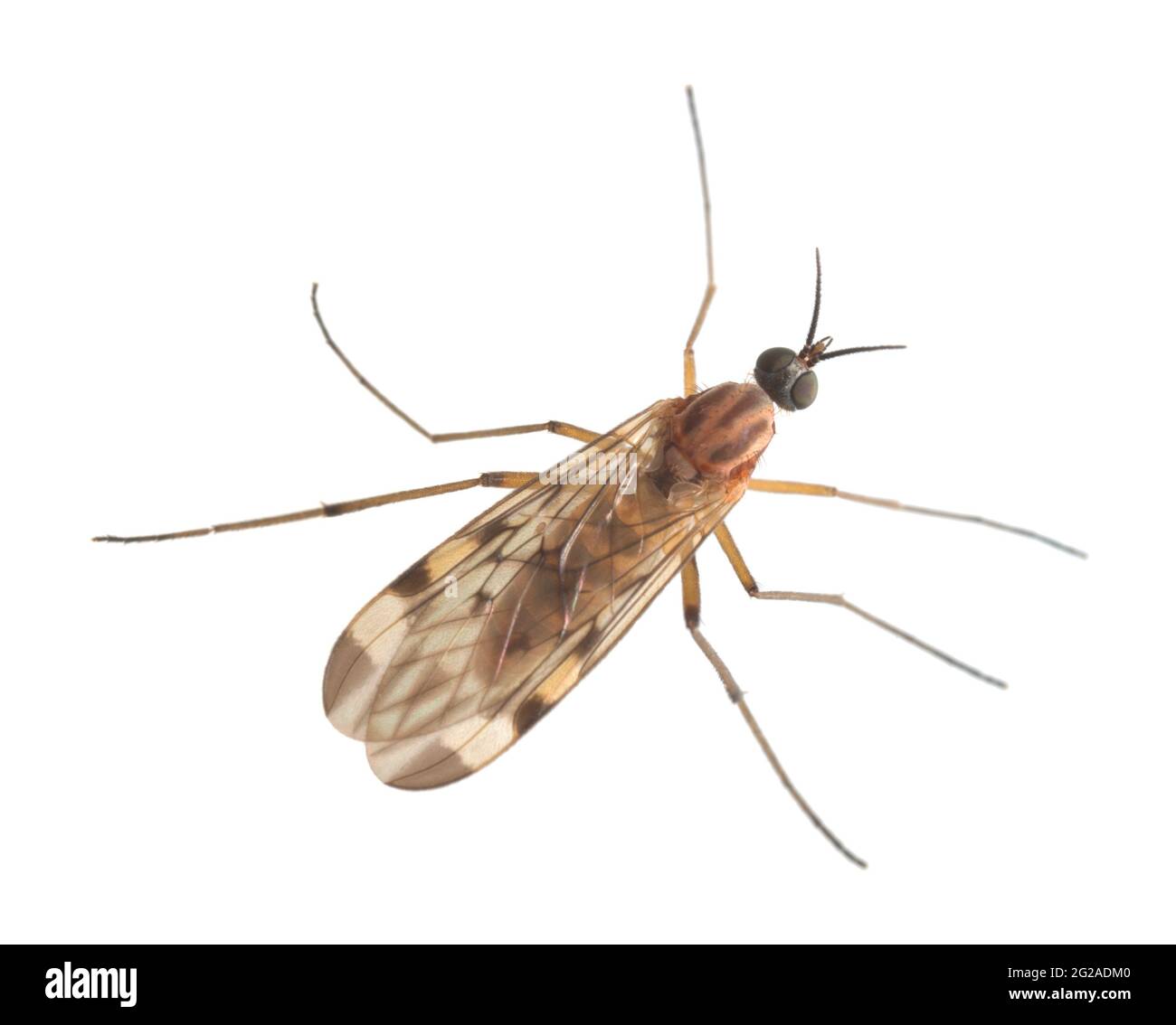 Wood gnat, Sylvicola isolated on white background photographed with ...
