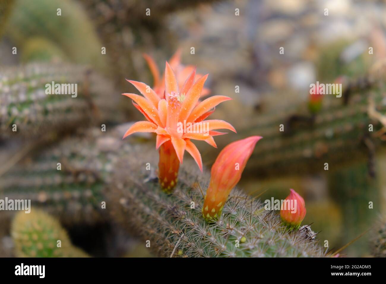 Ecuador Quito - Quito Botanical Garden cactus flower Stock Photo - Alamy