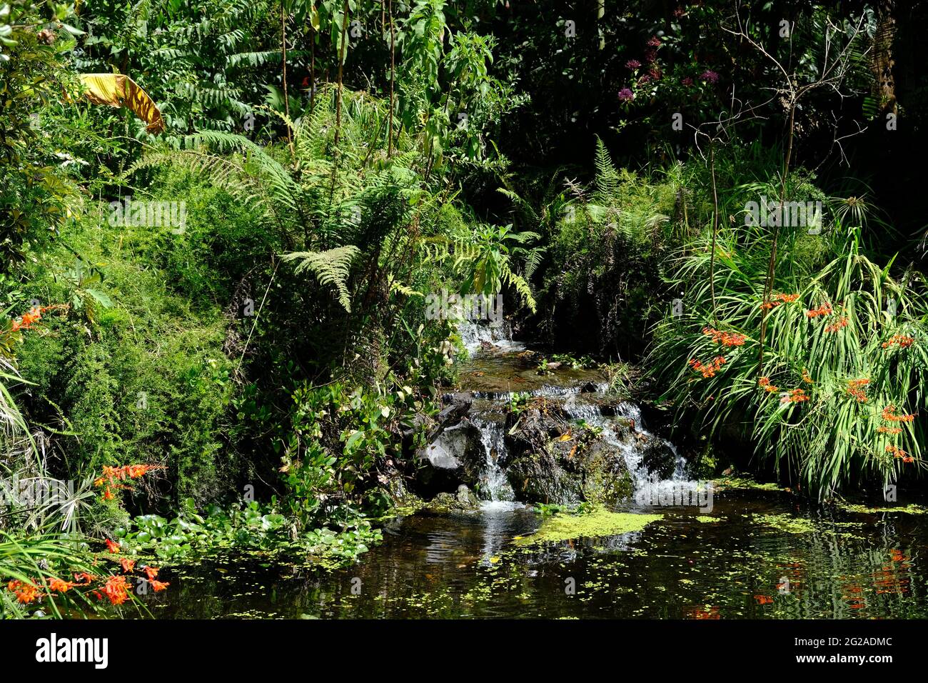 Ecuador Quito - Quito Botanical Garden pond with flowers and plants ...