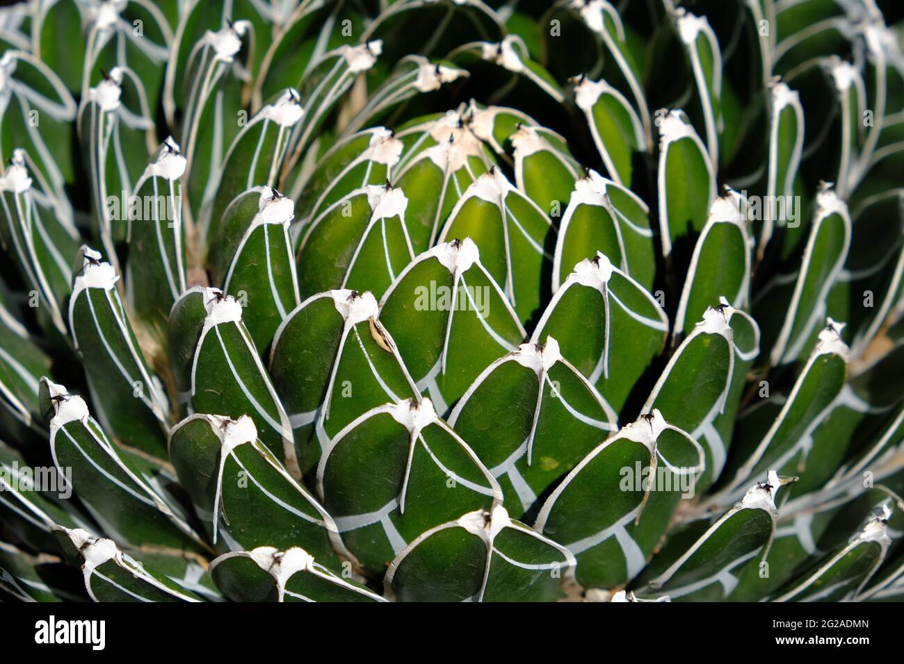 Ecuador Quito - Quito Botanical Garden - cactus plant Stock Photo - Alamy