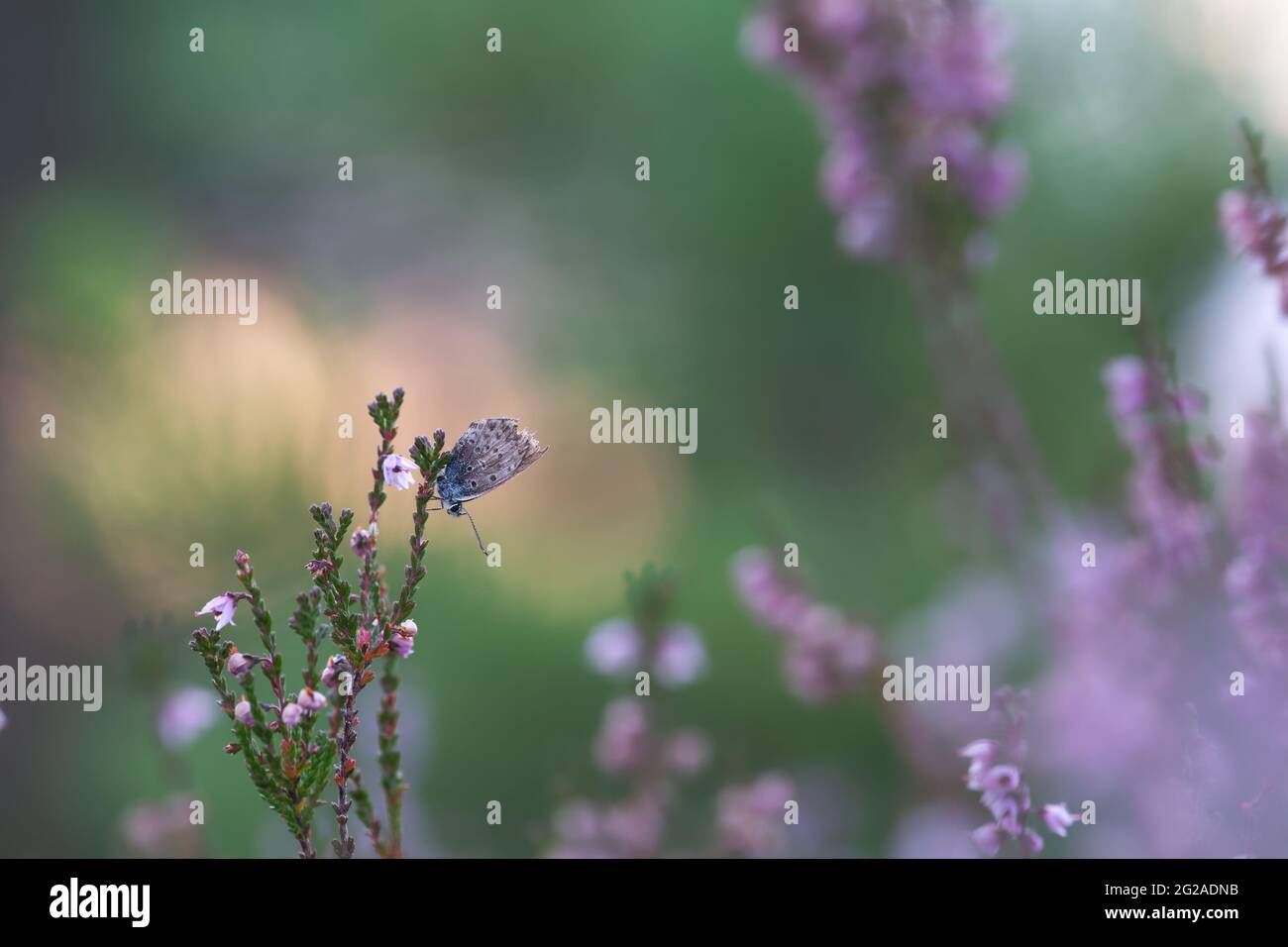 Silver-studded blue, Plebejus argus resting on heather plant Stock ...