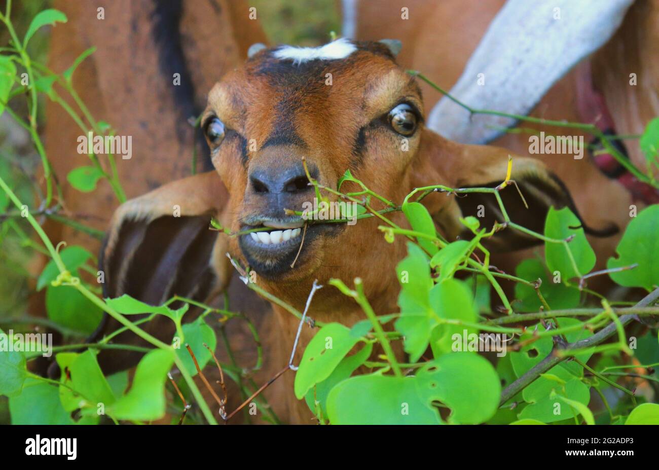Baby Goat Teeth