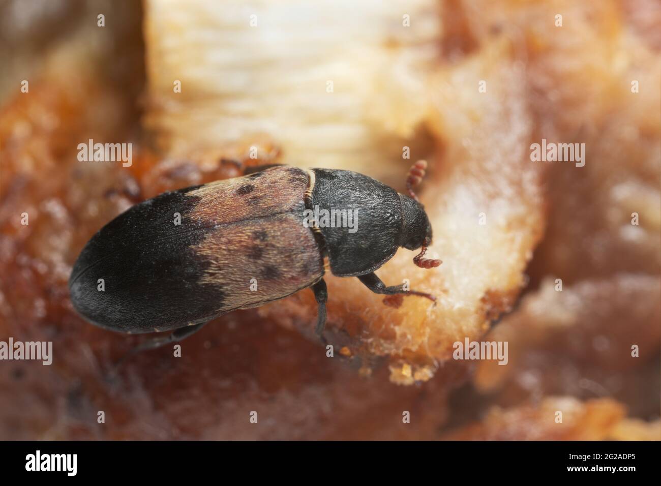 Coleoptera dermestidae hi-res stock photography and images - Alamy