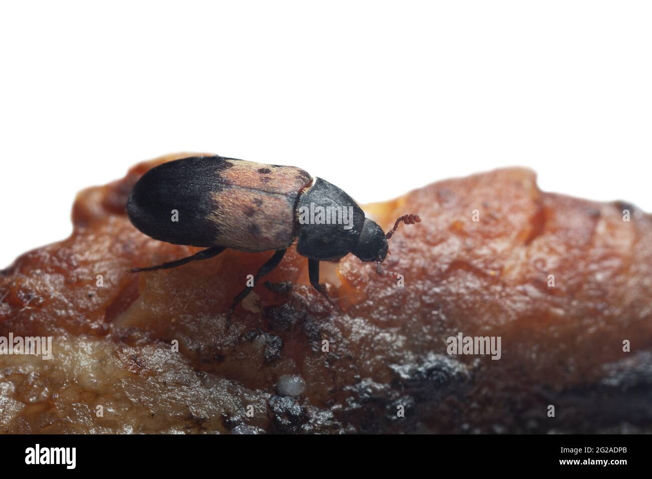 Larder beetle, Dermestes ladarius on meat, this beetle can be a pest in ...