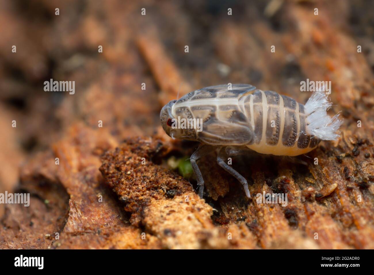 Planthopper magnification hi-res stock photography and images - Alamy