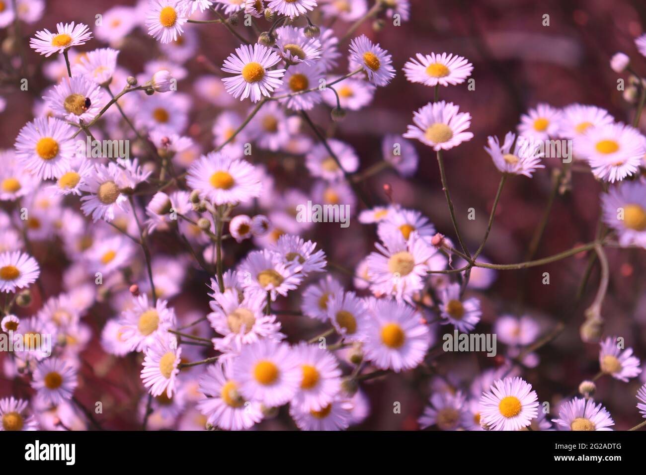 Tiny White daisies with pink filter Stock Photo - Alamy