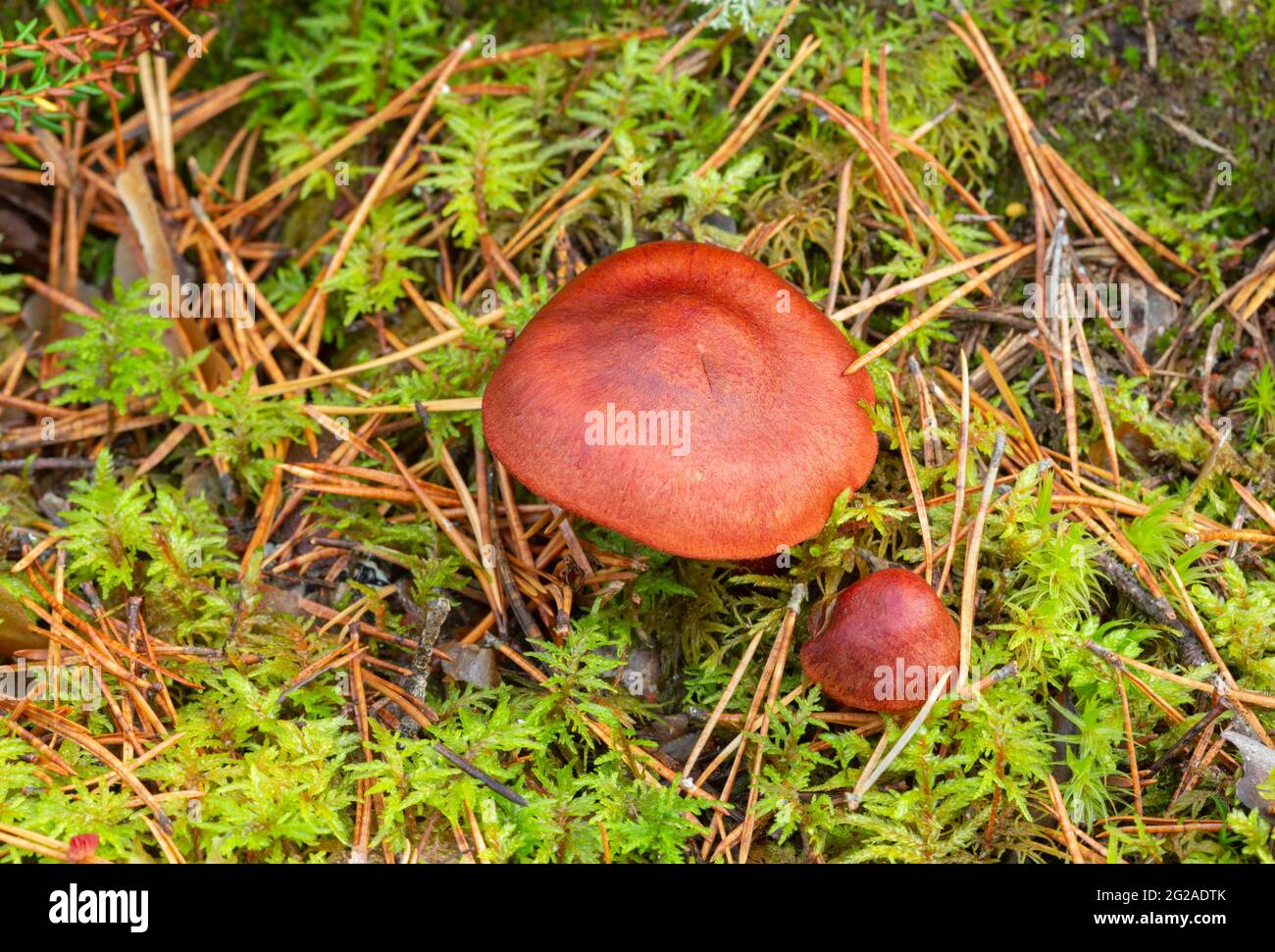Webcap mushroom. Cortinarius phoeniceus growing in coniferous ...