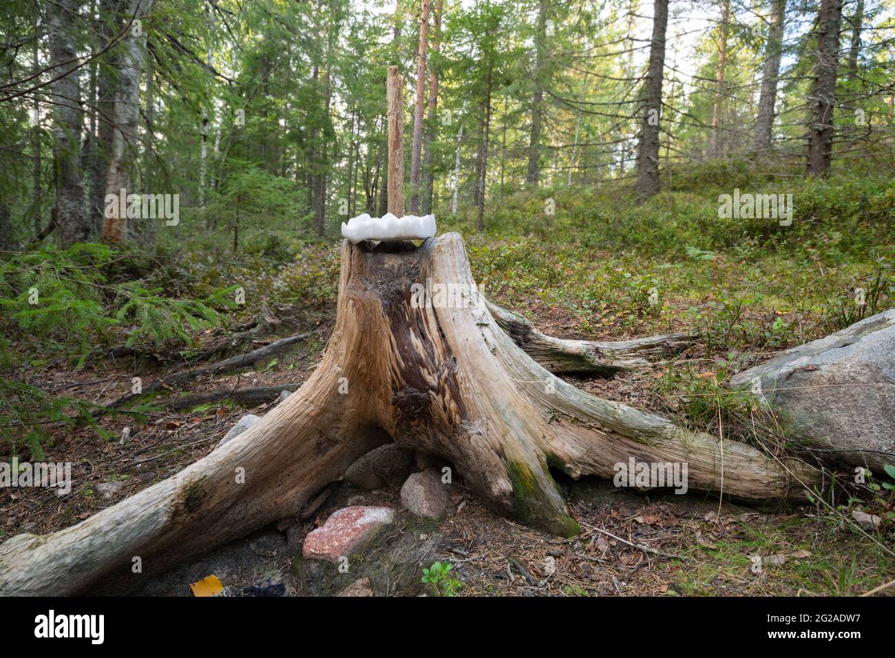 Salt lick block hi-res stock photography and images - Alamy