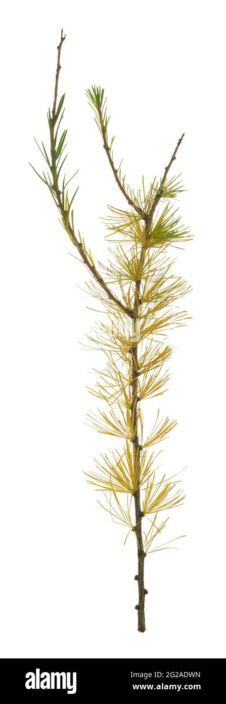 Larix decidua twig hi-res stock photography and images - Alamy