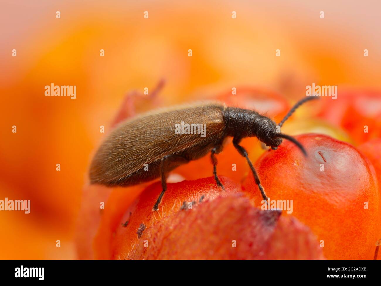 Darkling beetle, Lagria hirta on cloudberry Stock Photo - Alamy