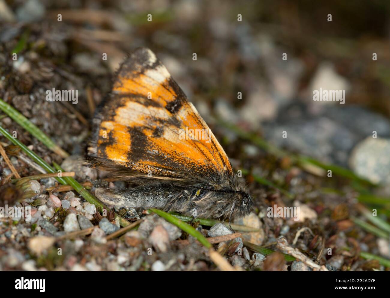 Orange underwing hi-res stock photography and images - Alamy