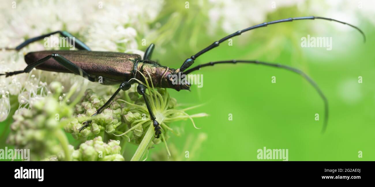 Musk beetle, Aromia moschata on hogweed Stock Photo - Alamy