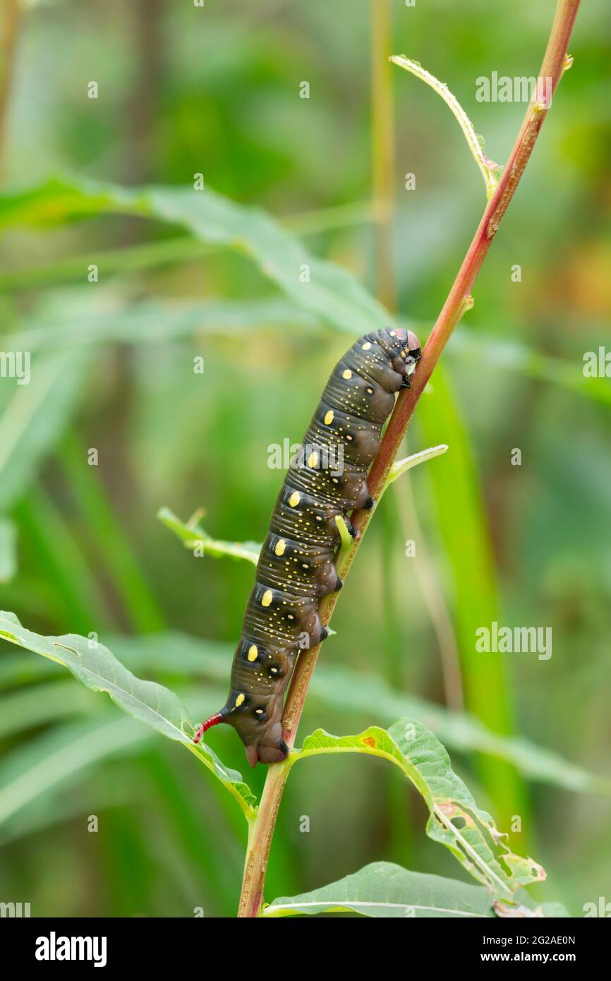 Bedstraw hawk-moth, Hyles gallii larva on fireweed Stock Photo - Alamy