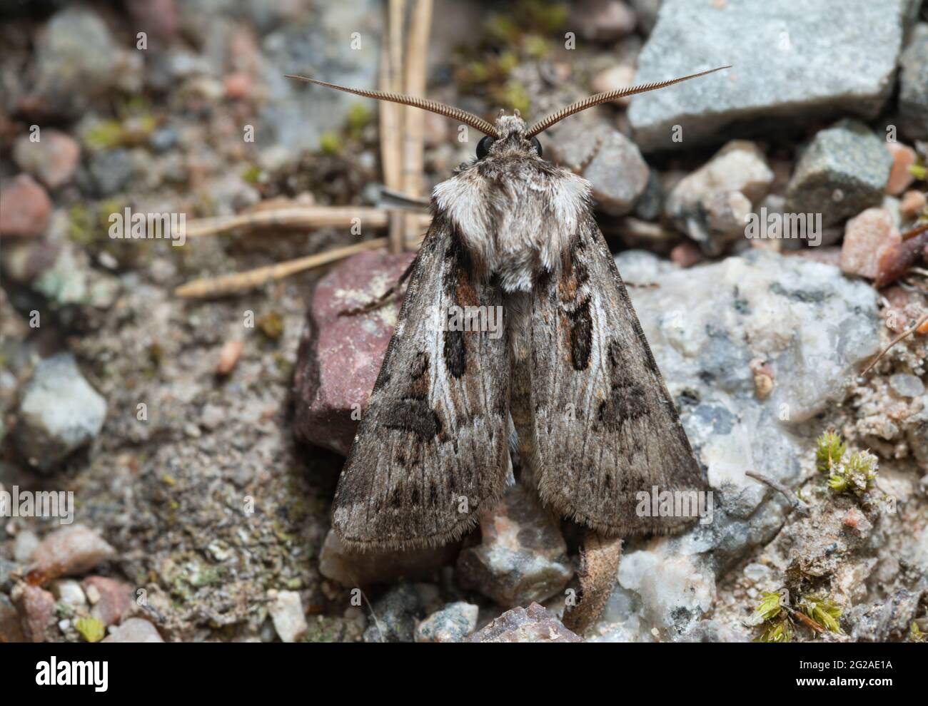 Agrotis High Resolution Stock Photography and Images - Alamy