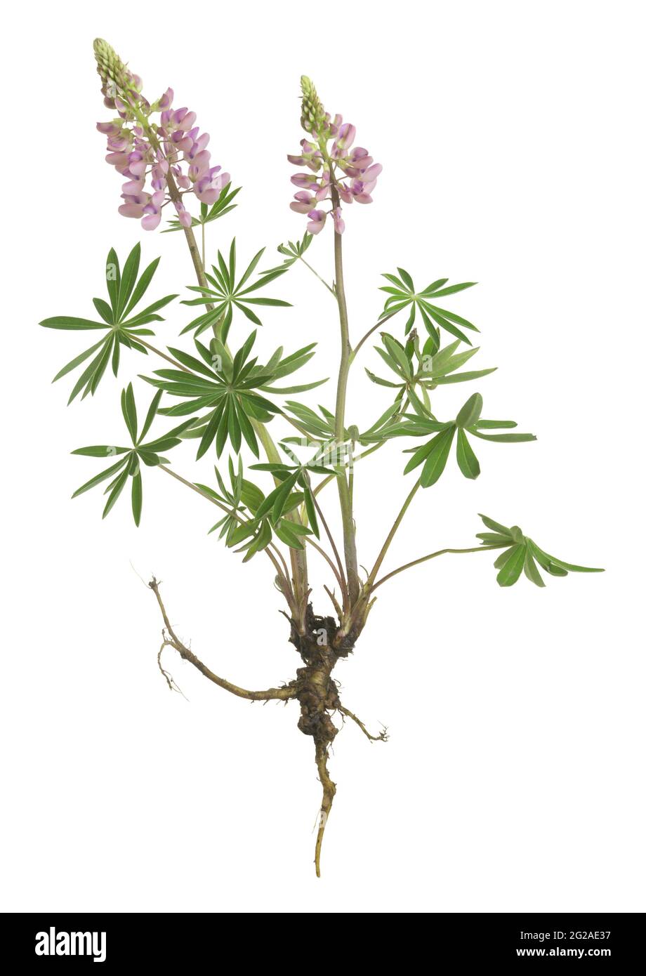 Blossoming lupin with root isolated on white background, this plant can ...