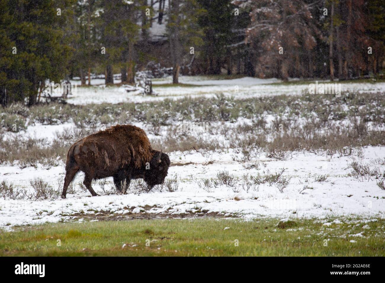 Bison (Bison bison) eating grass in Yellowstone National Park in May ...