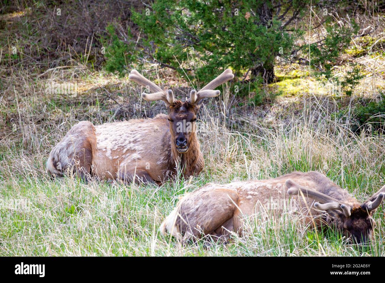 Male elk bedded down in Yellowstone National Park, Wyoming in ...