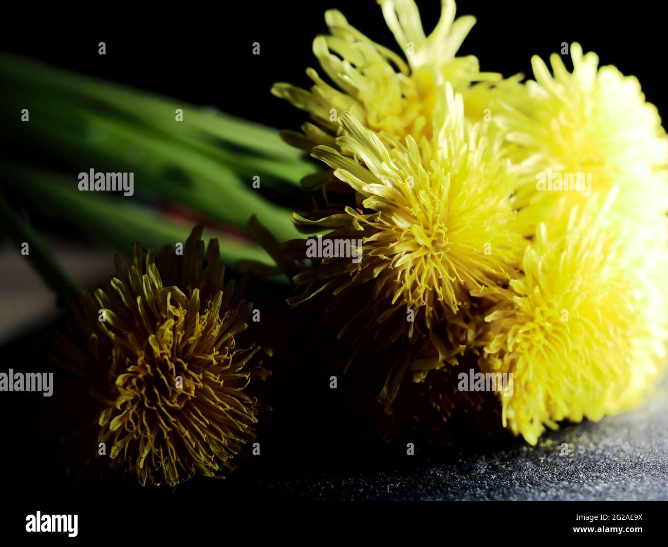 Closeup of yellow dandelions on the floor with bright light shining on ...