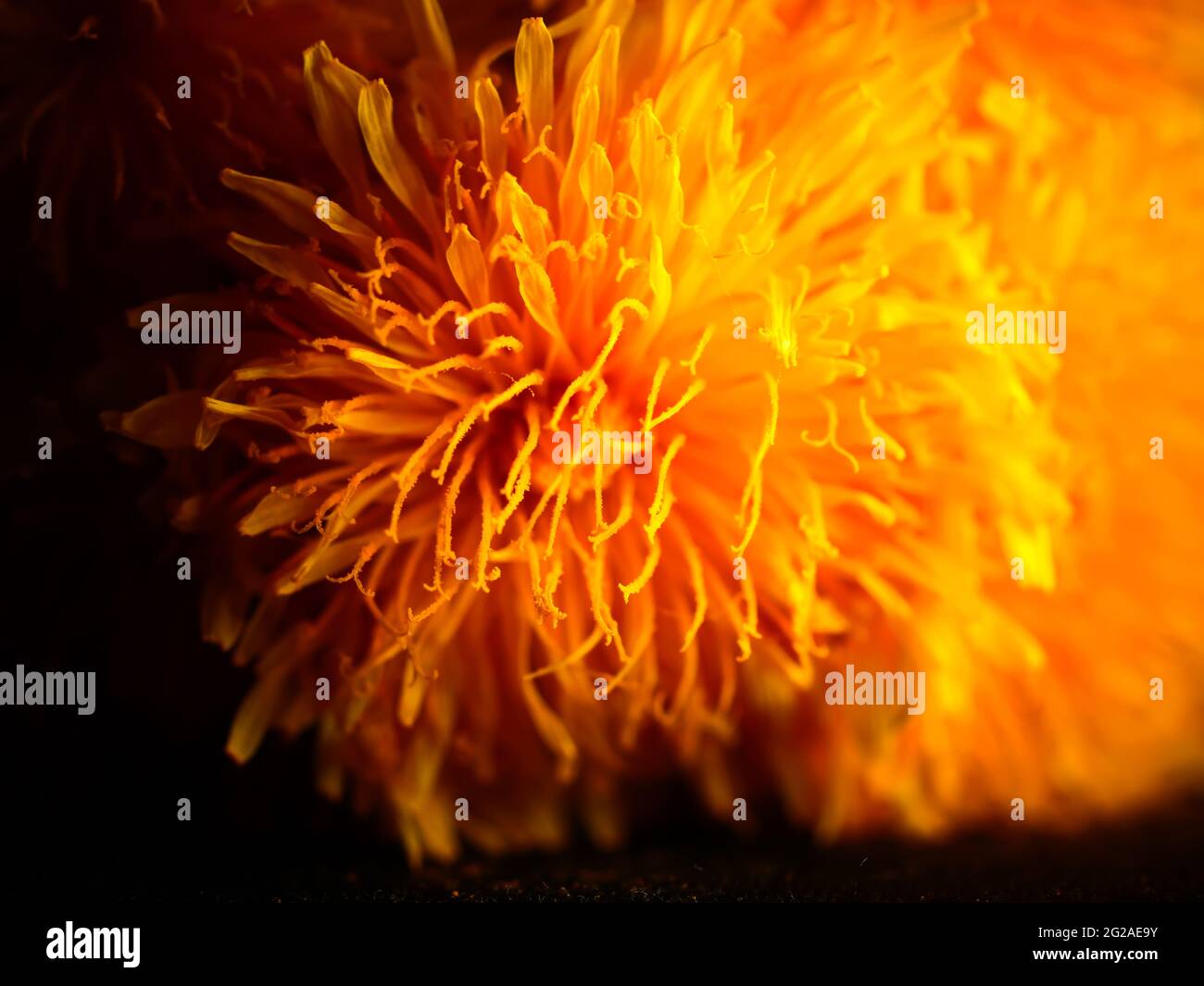 Closeup shot of fiery orange dandelion flowers with light shining on ...