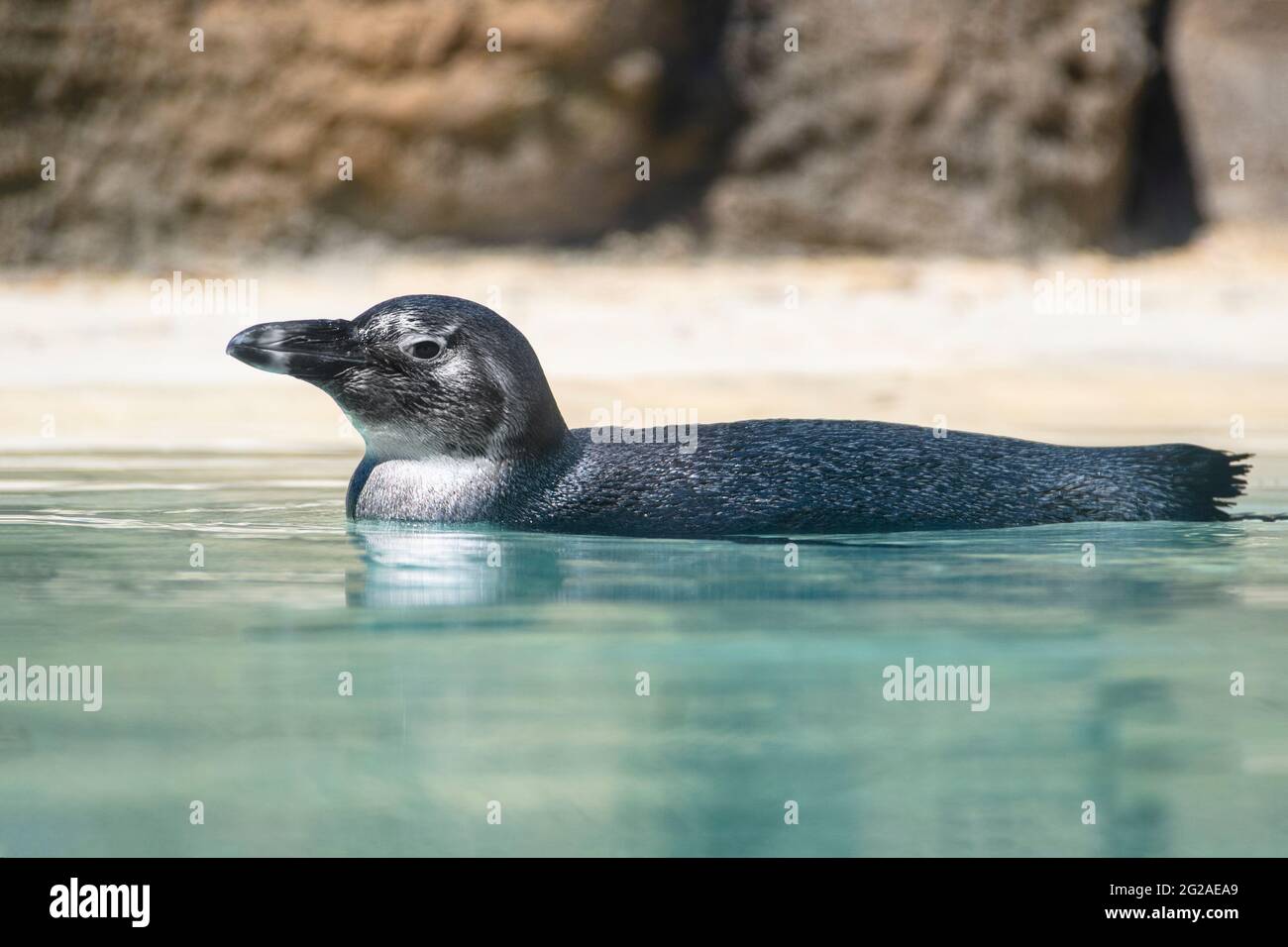 A profile full body shot of an African penguin floating on the water ...