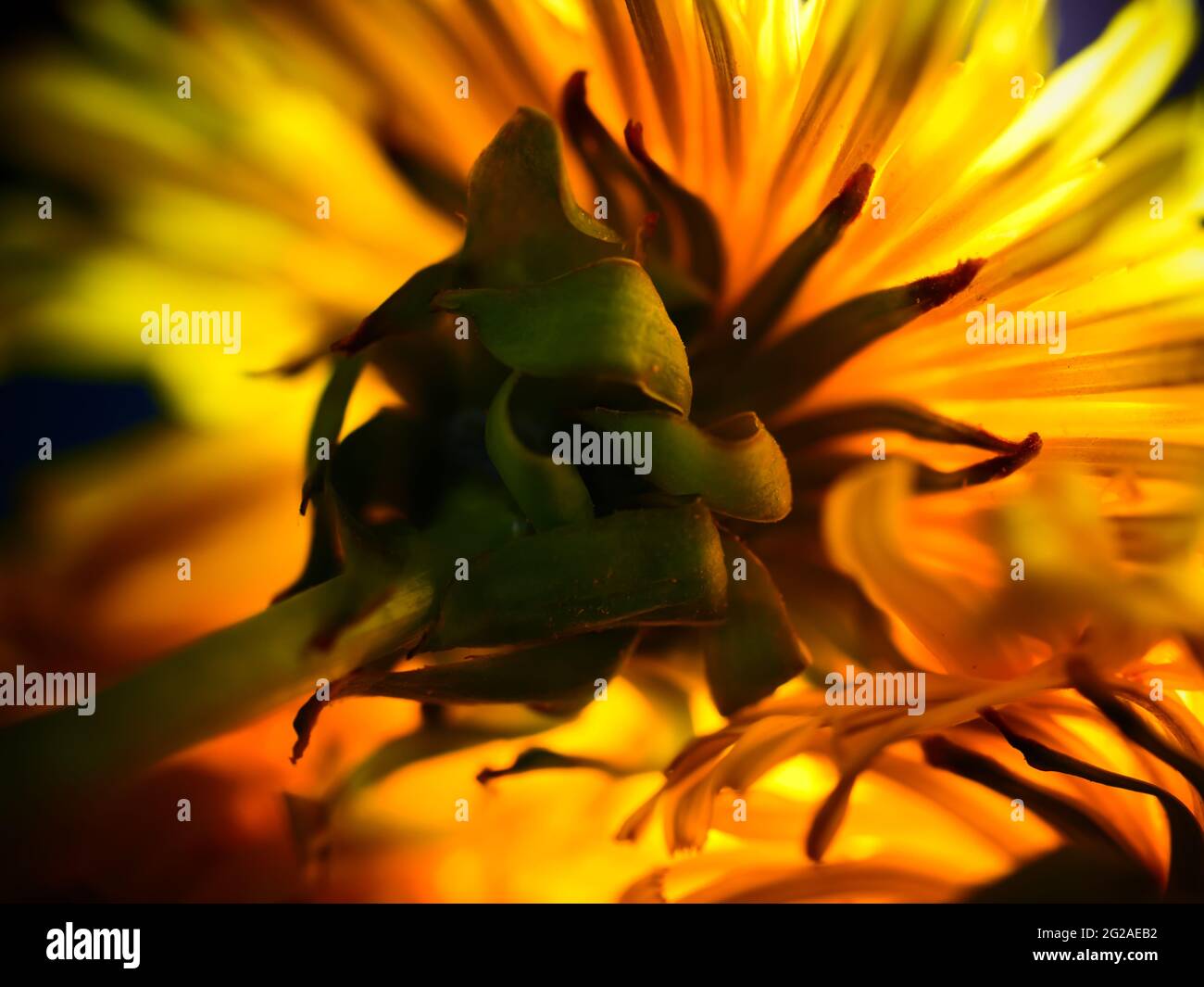 Closeup of a fiery orange common dandelion flower with its petals ...