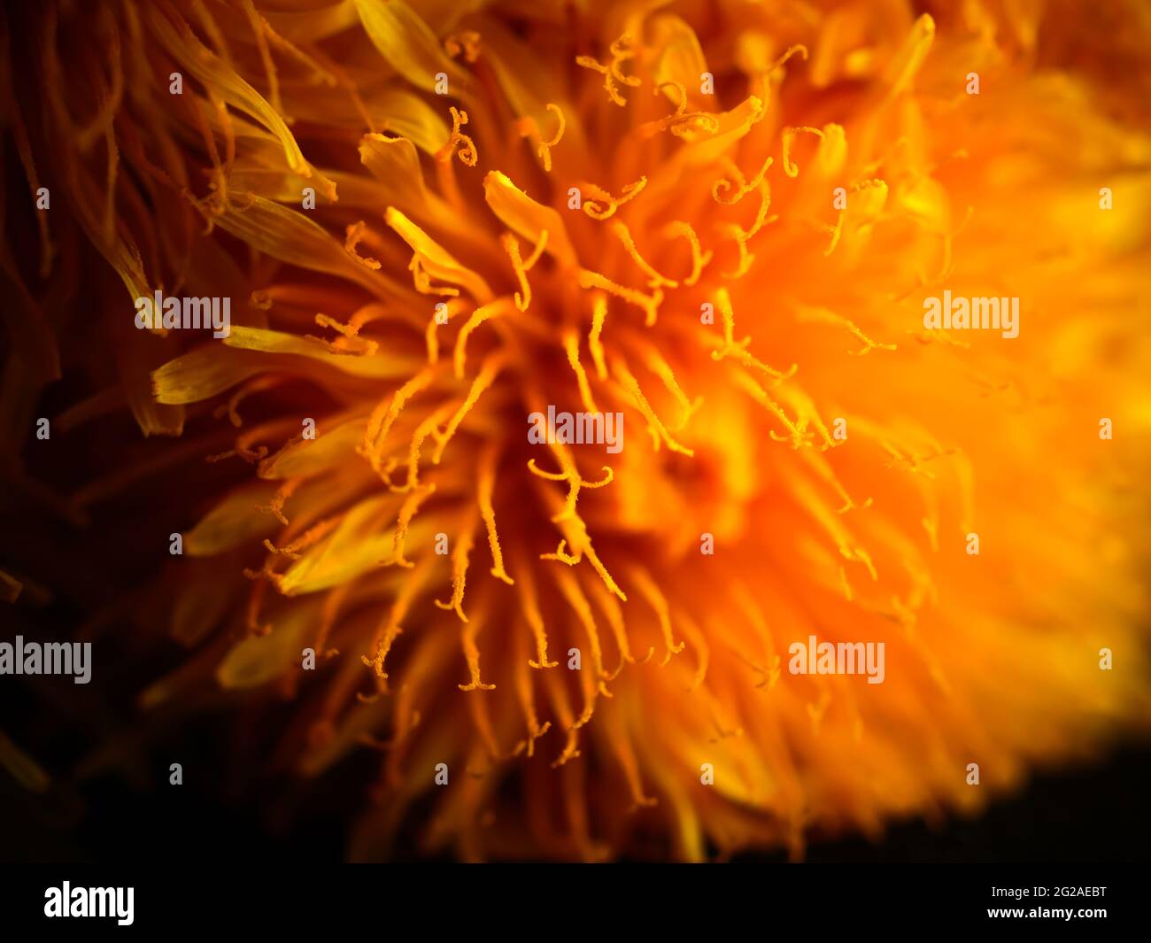Closeup shot of a fiery yellow-orange dandelion flower with light ...