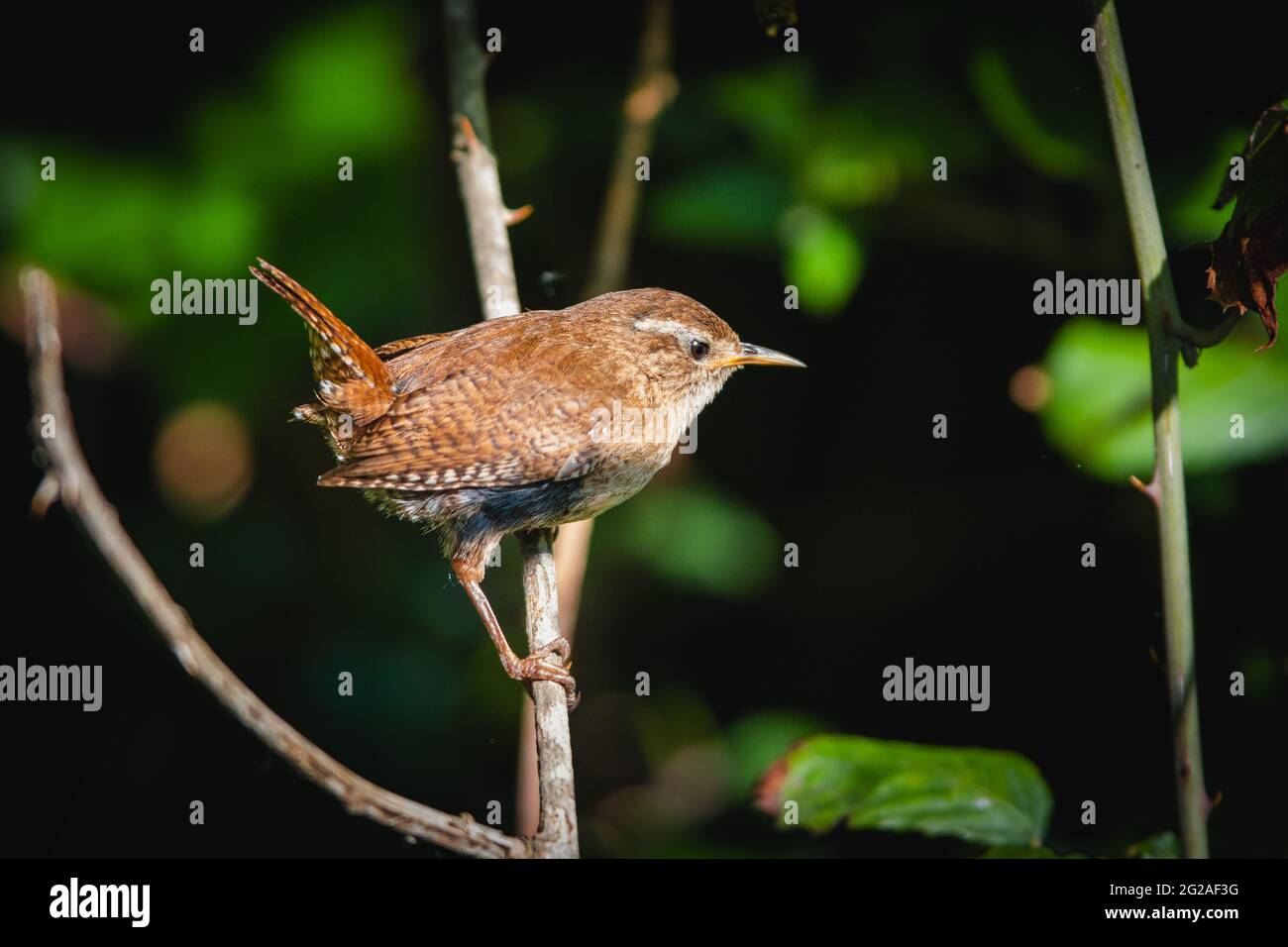 Eurasian wren habitat hi-res stock photography and images - Alamy