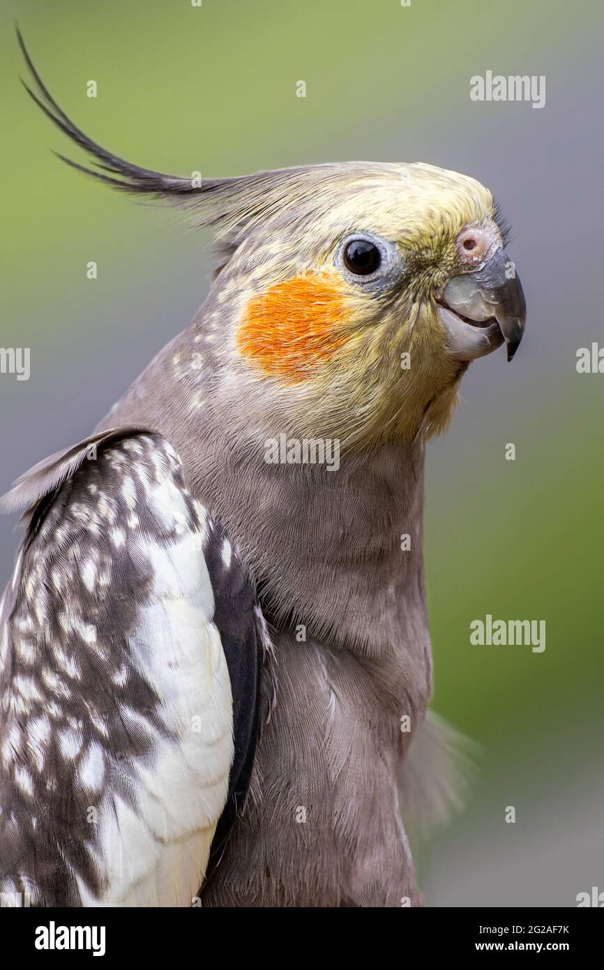 Half Body Shot of Cockatiel Parrot Stock Photo - Alamy