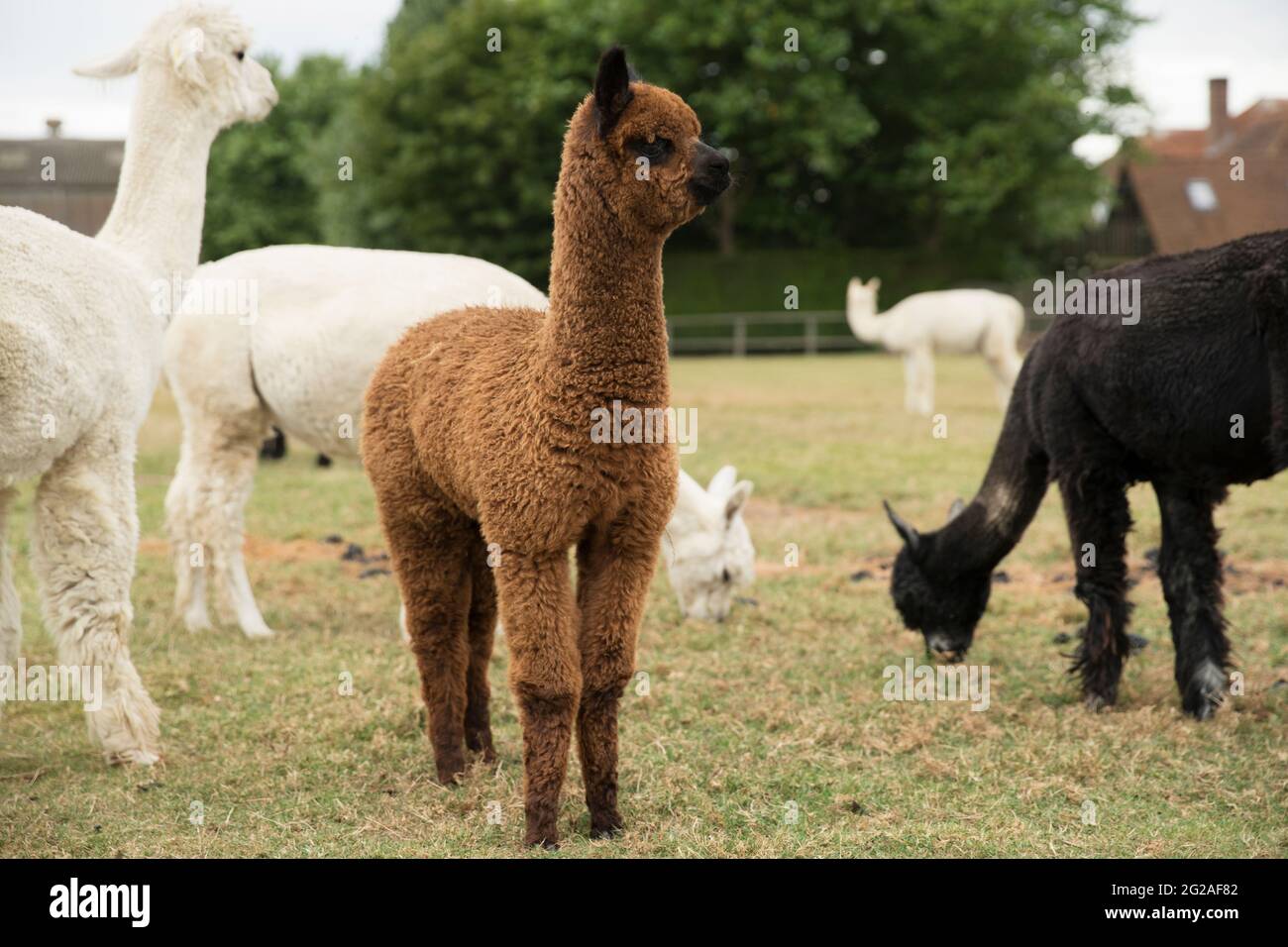Alpacas in a field Stock Photo - Alamy