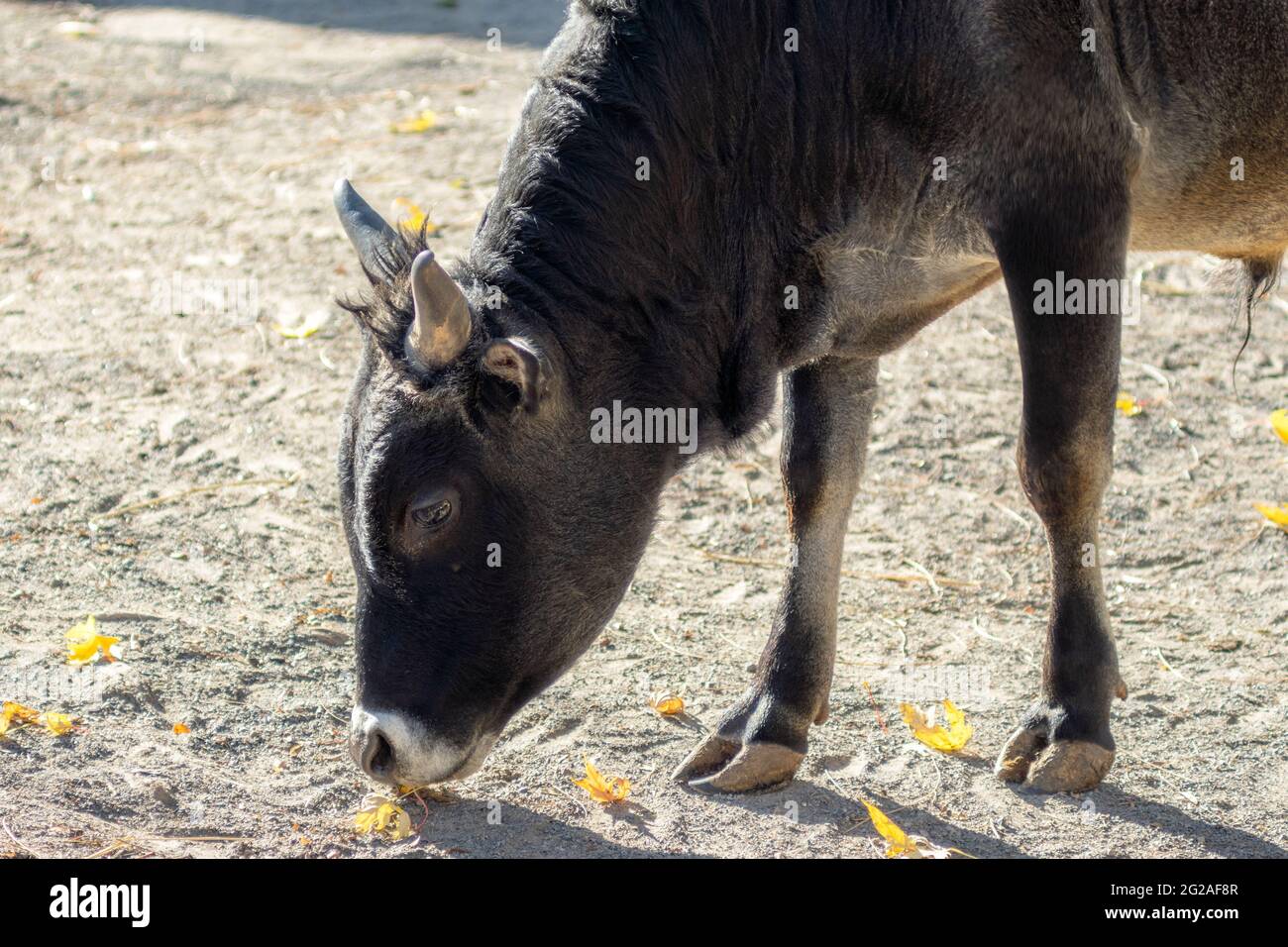 Horned zebu hi-res stock photography and images - Alamy