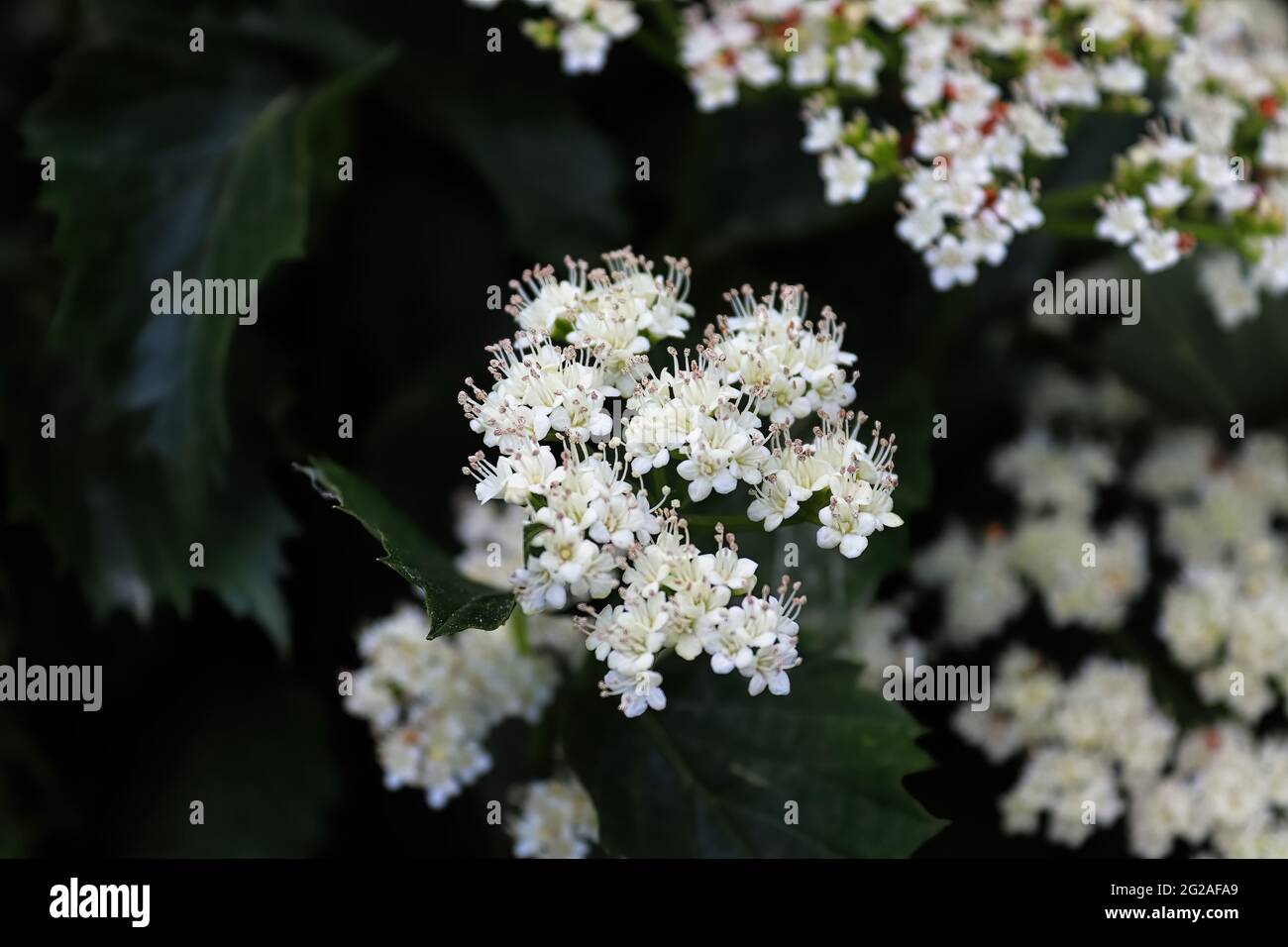 Arrowwood viburnum (viburnum dentatum) hi-res stock photography and ...