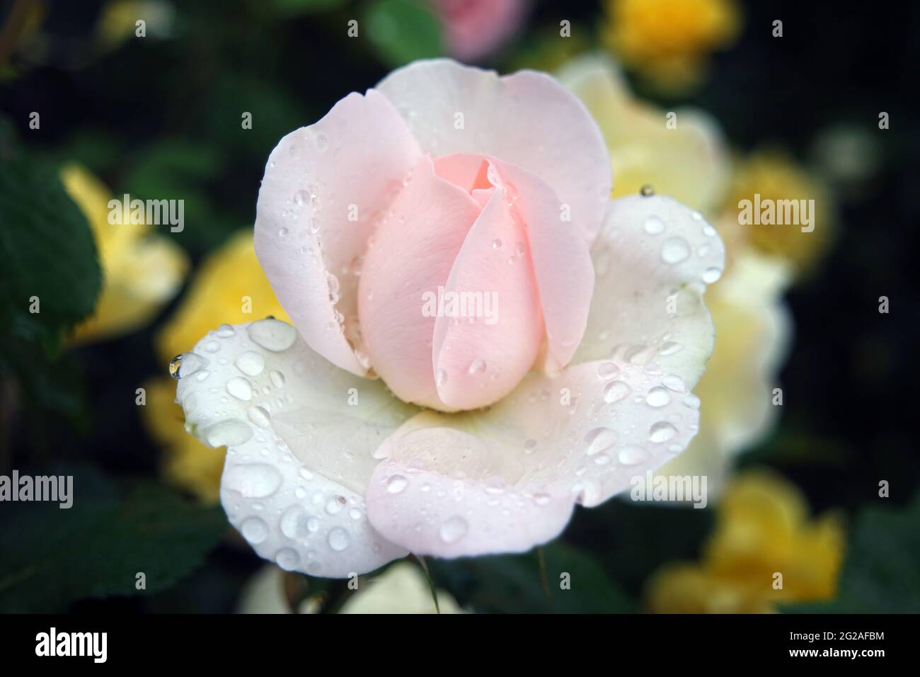 Penny lane rose hi-res stock photography and images - Alamy