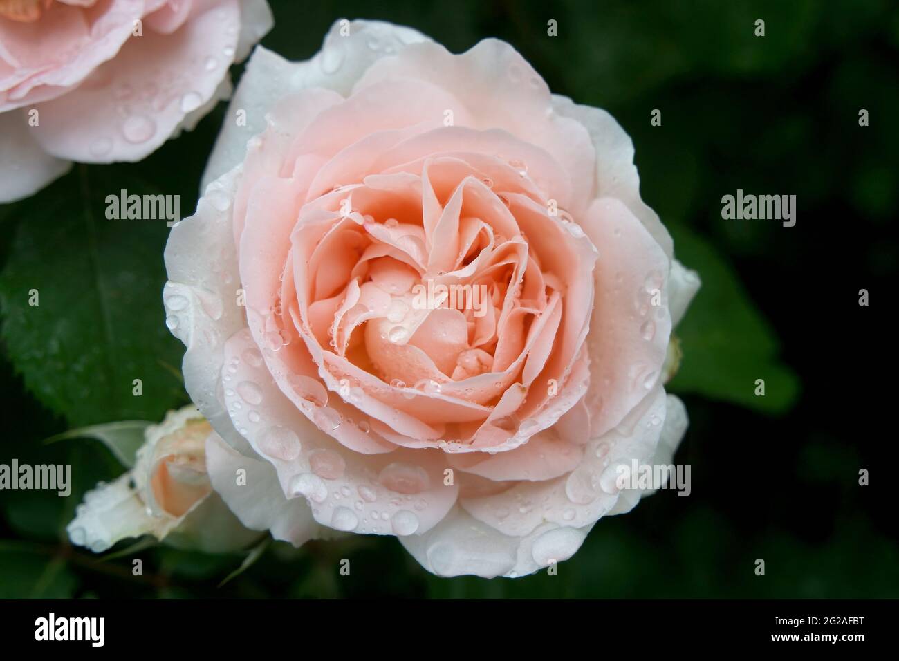 Penny lane flowers hi-res stock photography and images - Alamy