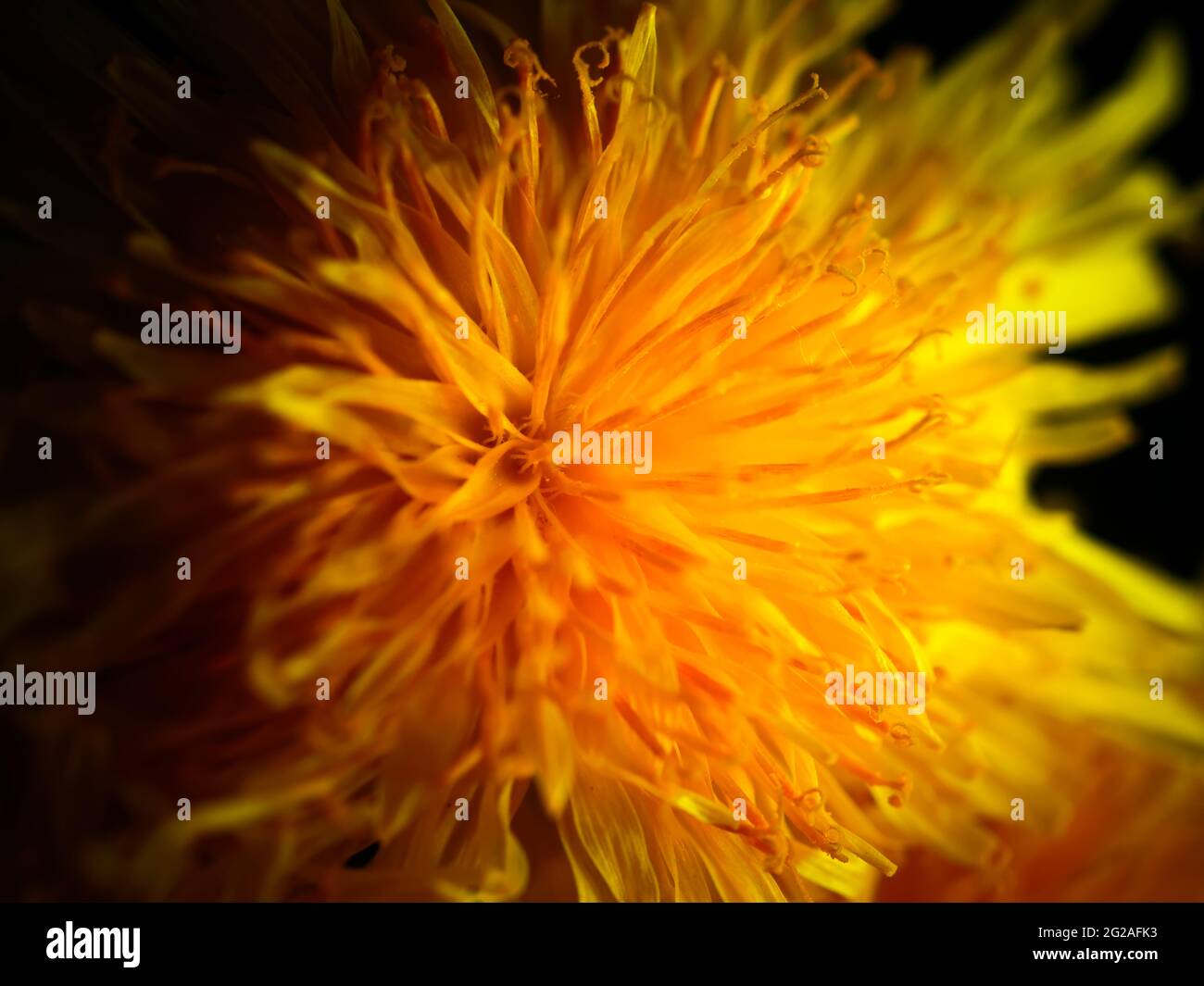 Closeup of vibrant orange dandelions on a blurred black background ...