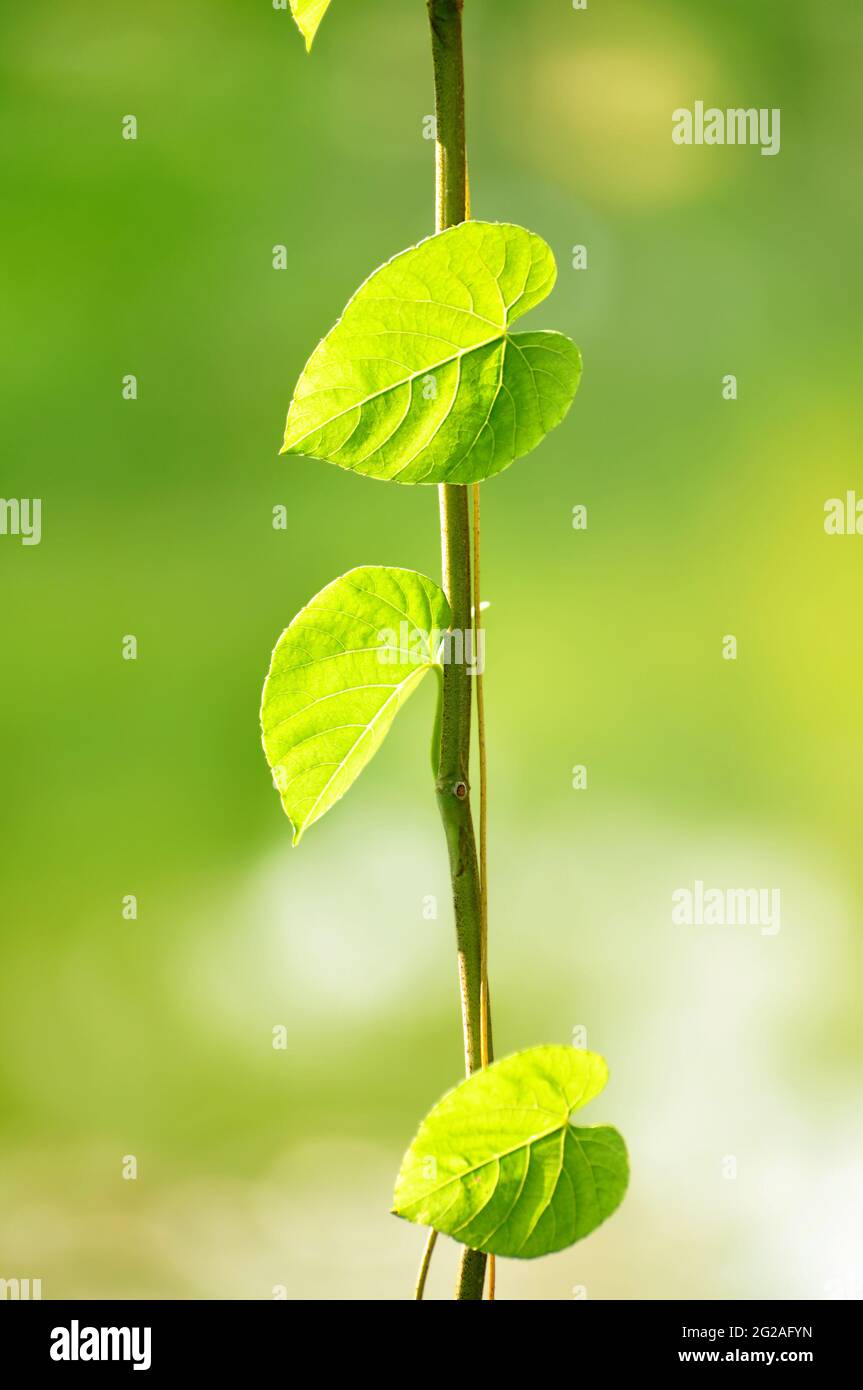 Botany photography hi-res stock photography and images - Alamy