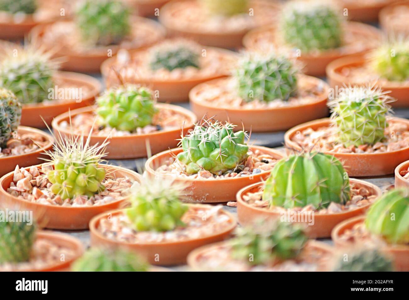 Saguaro cactus cut out hi-res stock photography and images - Alamy
