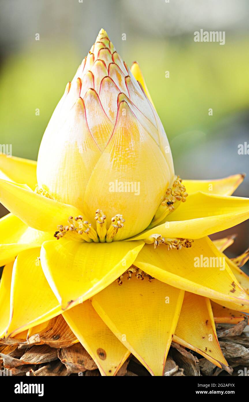 Colour lotus hi-res stock photography and images - Alamy
