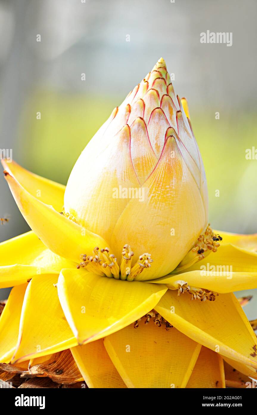 Colour lotus hi-res stock photography and images - Alamy