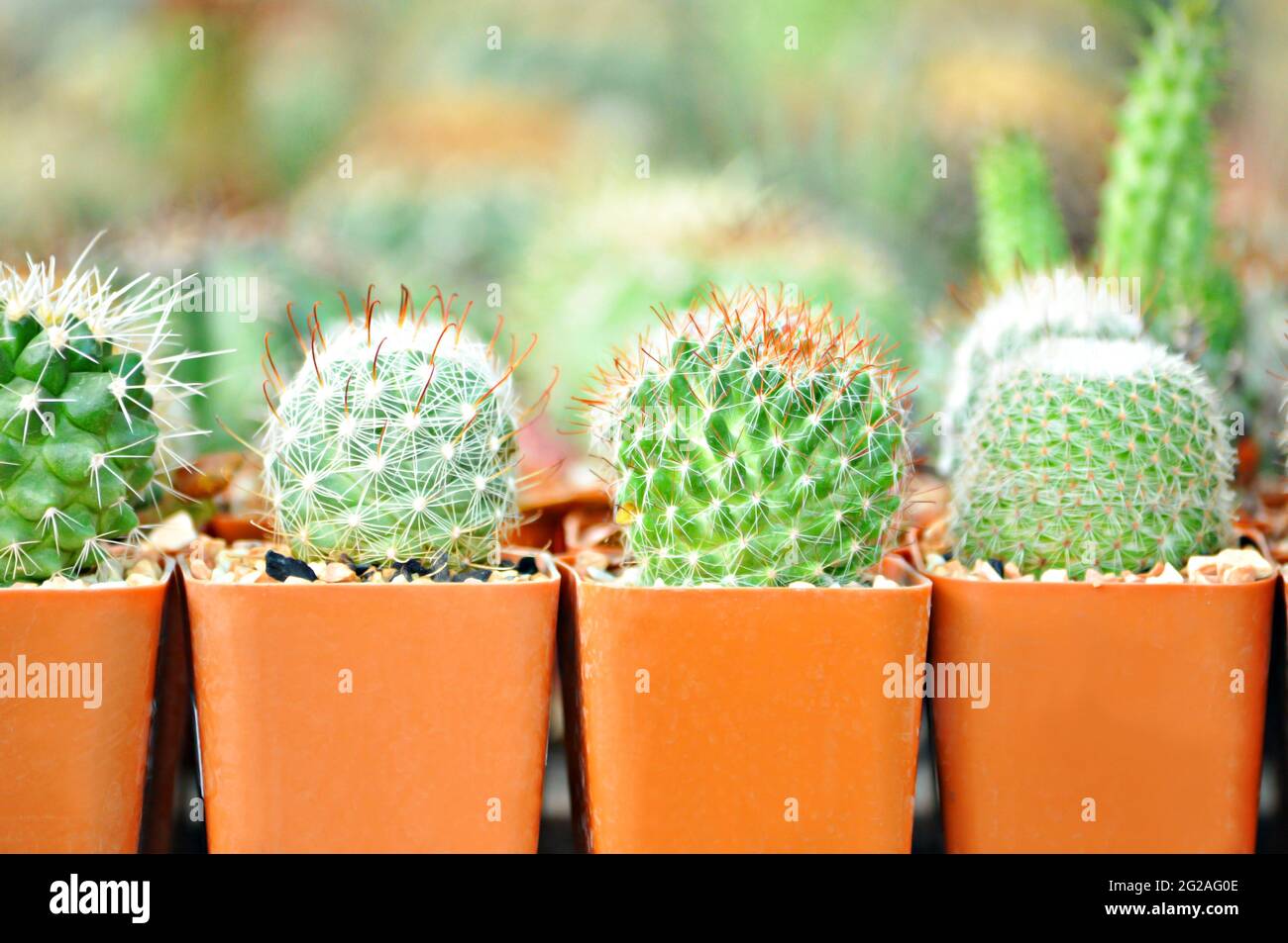 Natural cactus hi-res stock photography and images - Alamy