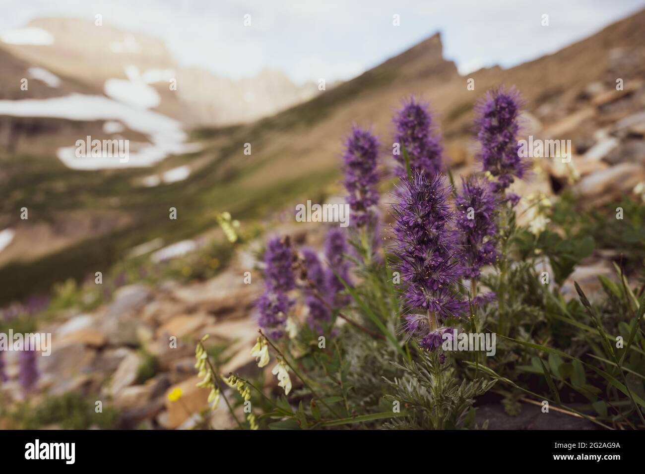 Wildflowers Bloom in High Alpine Area of Glacier National Park on the ...