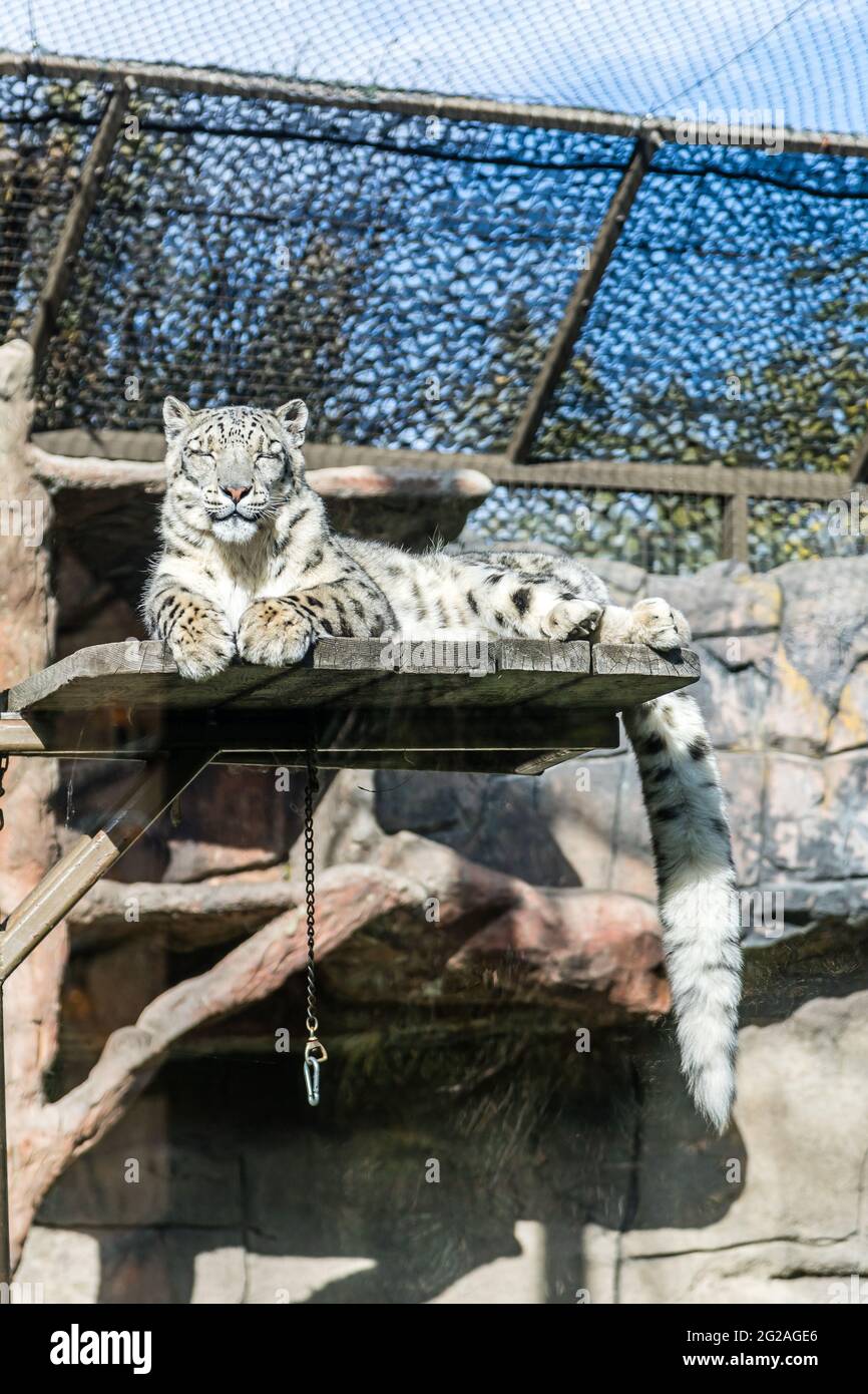 captive, Snow leopard, Panthera uncia, in a zoom enclosure Stock Photo ...