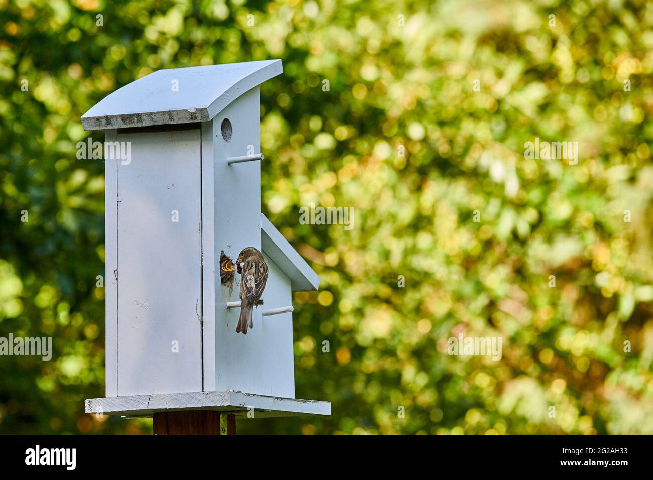 House Sparrow Mating High Resolution Stock Photography and Images - Alamy