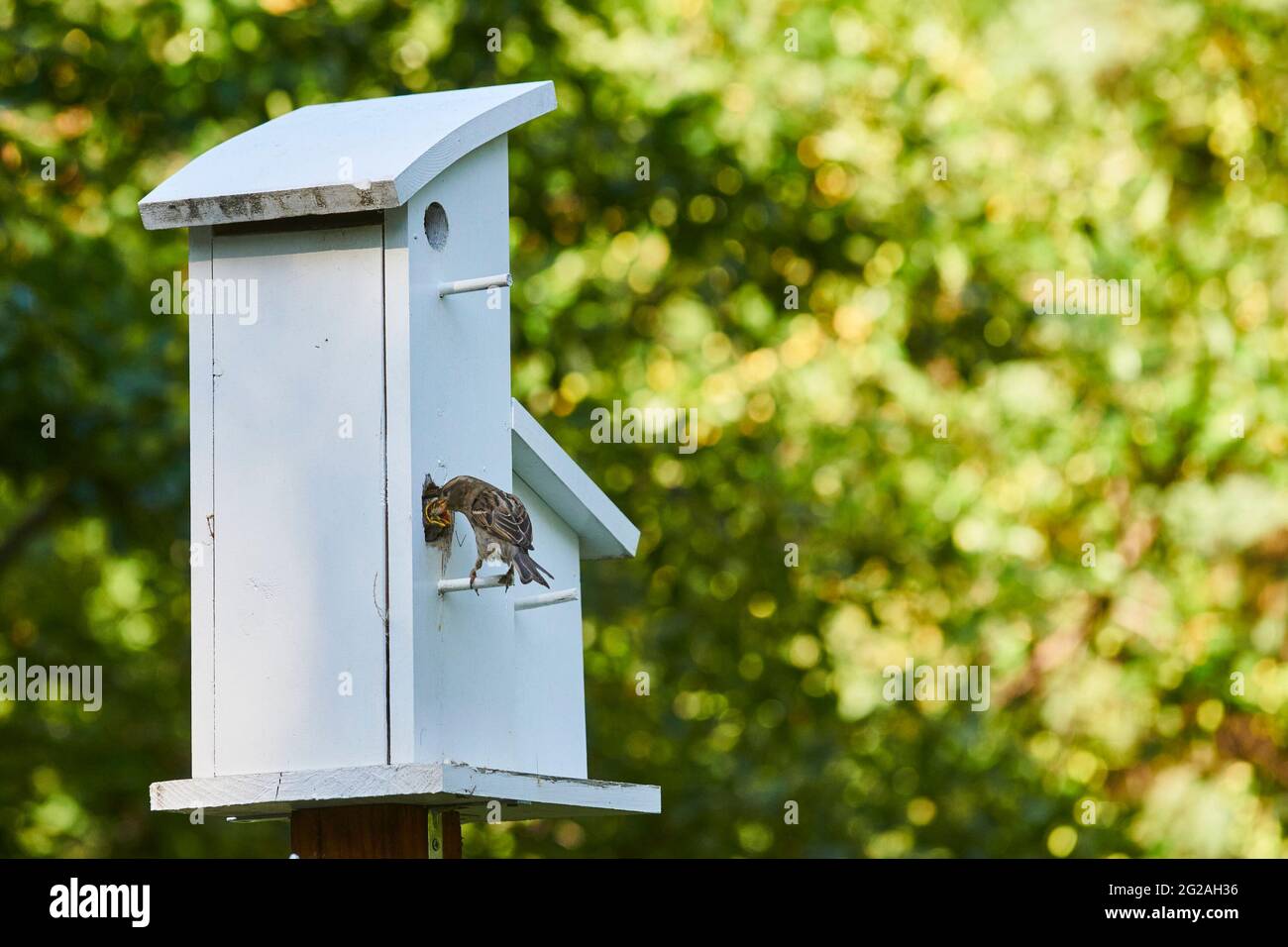 House Sparrow Mating High Resolution Stock Photography and Images - Alamy