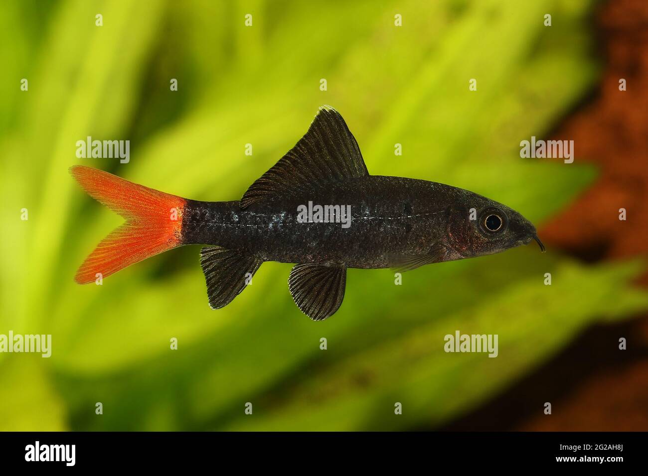 Red Fire Tail Shark Catfish Epalzeorhynchos bicolor aquarium fish ...