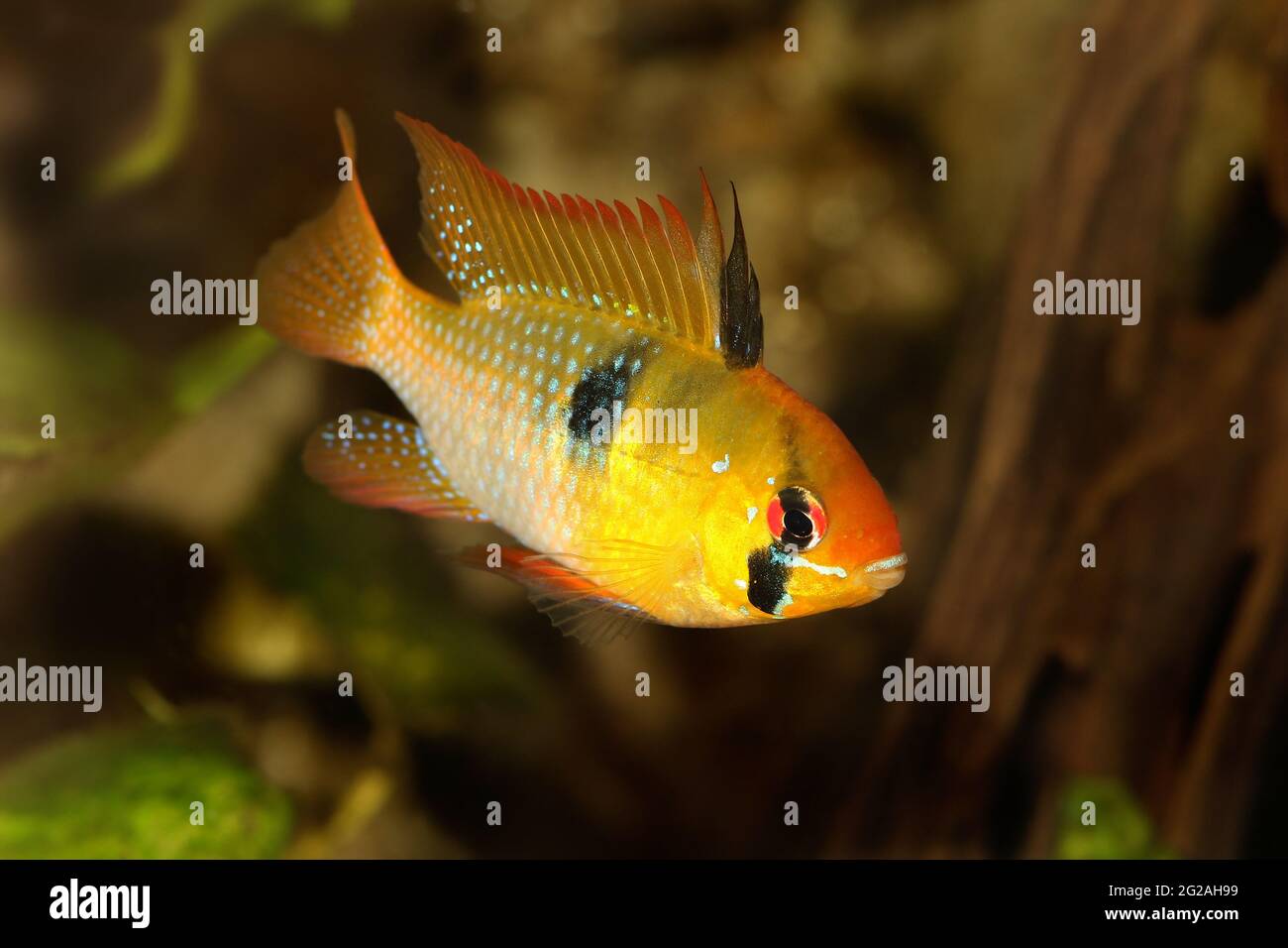 German Ram cichlid Mikrogeophagus ramirezi aquarium fish butterfly ...