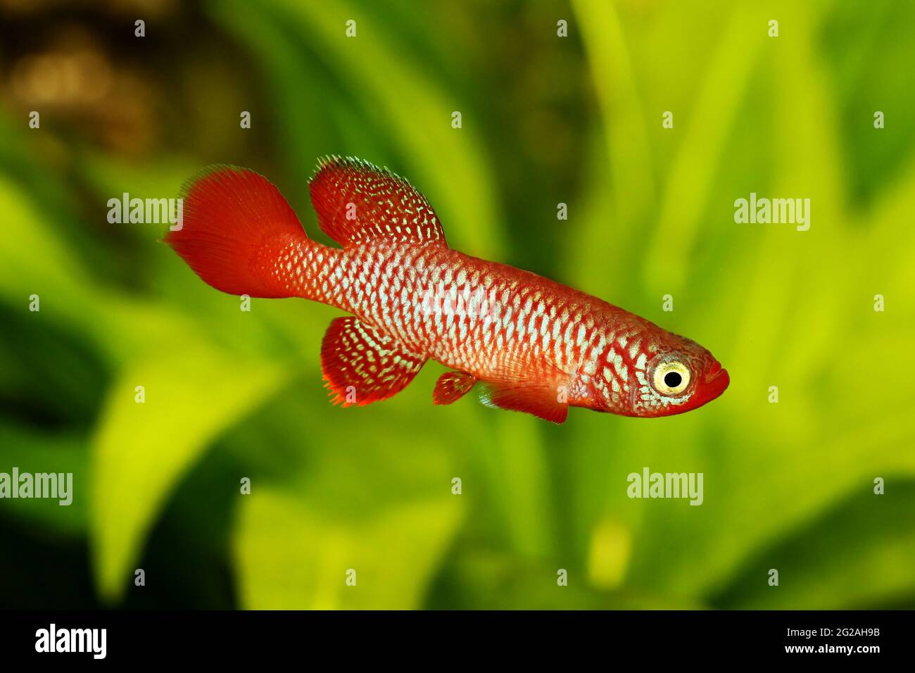 Kisaki Killifish Nothobranchius flammicomantis Killi aquarium fish ...