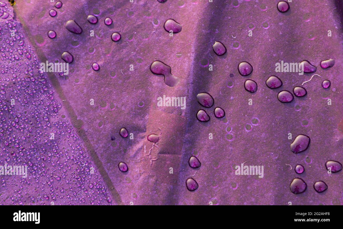 bubble drops on a paper Stock Photo - Alamy